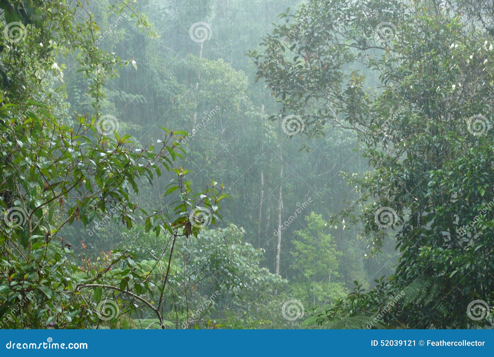 Sinharaja Forest Reserve Sri Lanka Stock Photography | CartoonDealer ...
