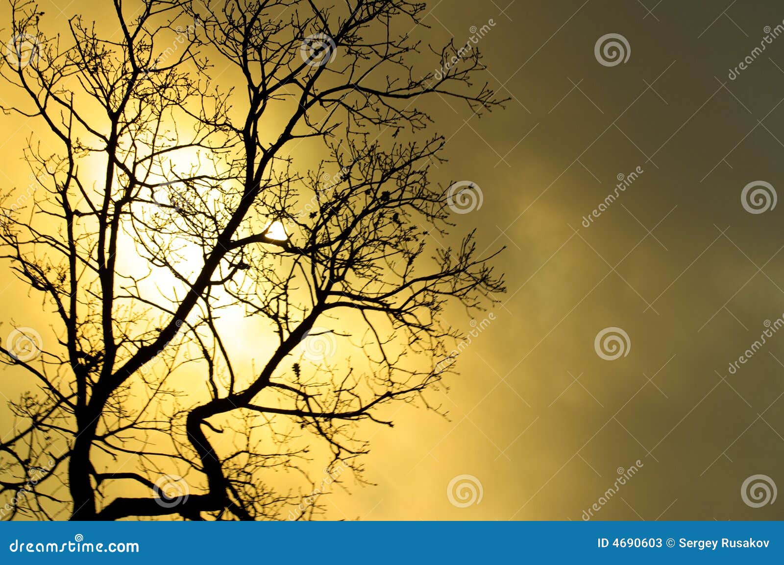 Sinister tree stock image. Image of wood, outdoor, abstract - 4690603