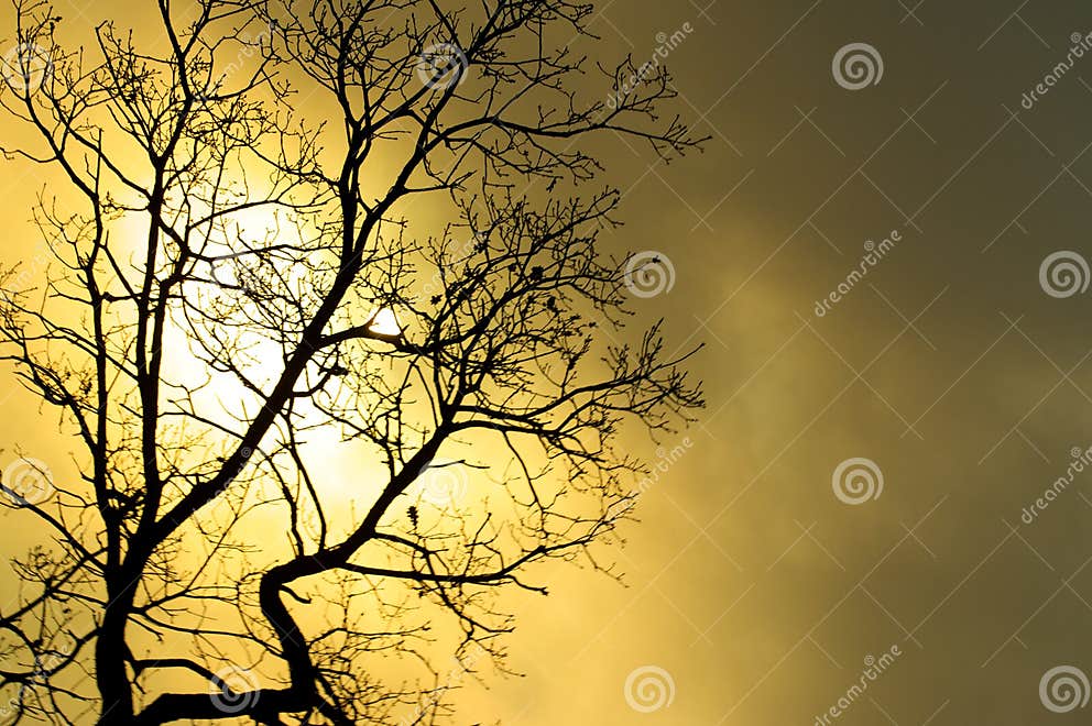 Sinister tree stock image. Image of wood, outdoor, abstract - 4690603