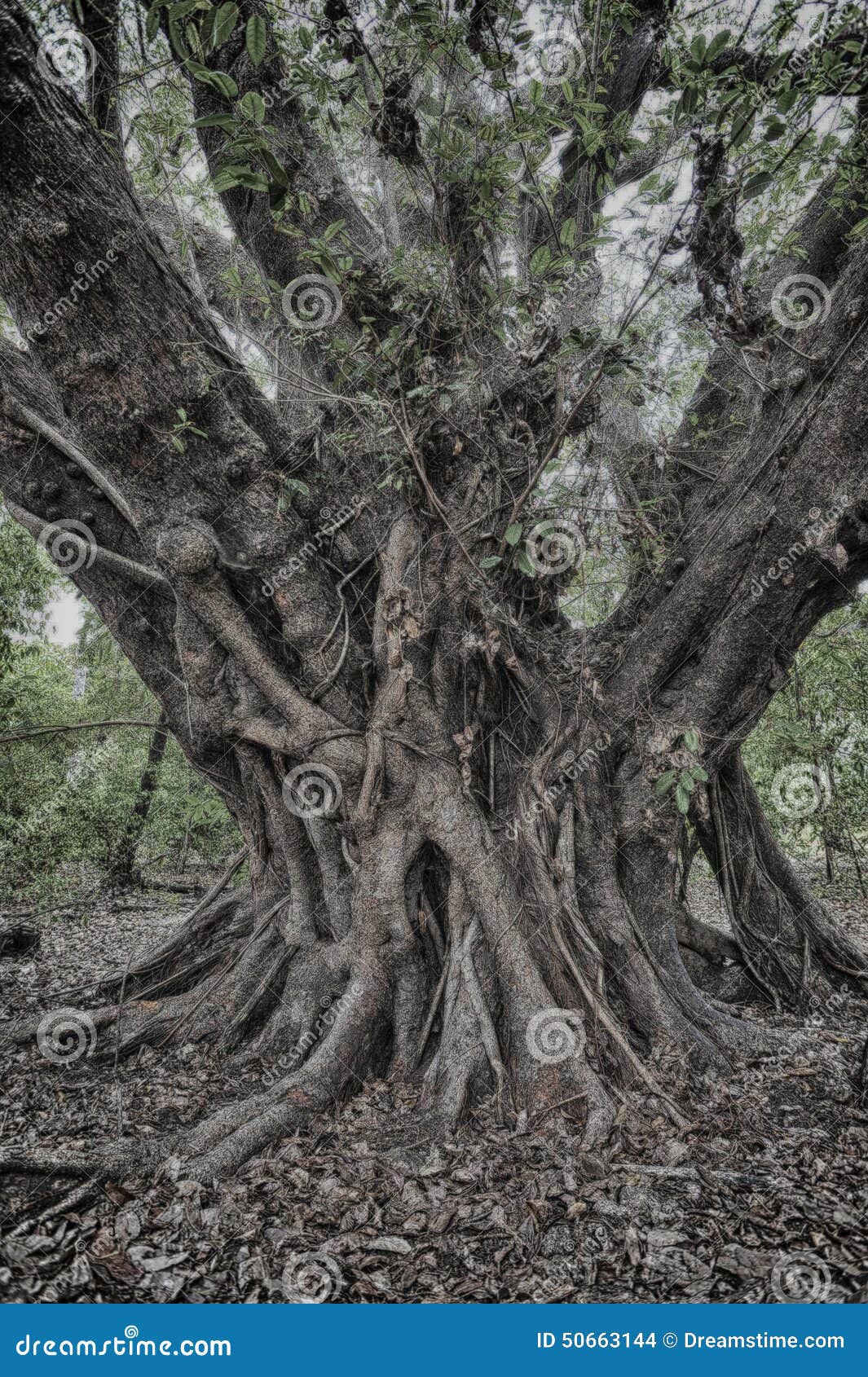 Sinister Tree stock photo. Image of vine, forrest, branches - 50663144