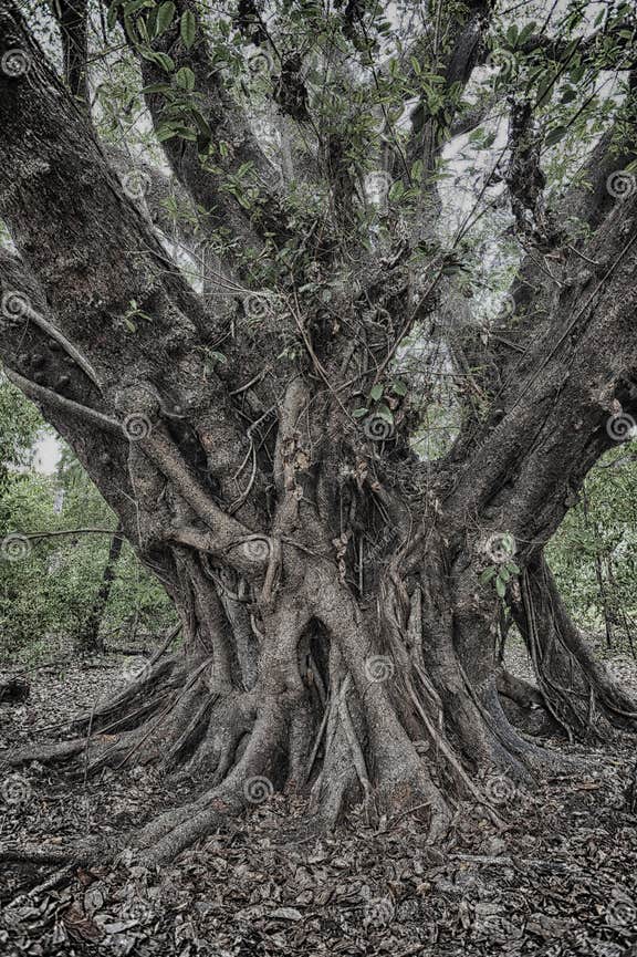 Sinister Tree stock photo. Image of vine, forrest, branches - 50663144