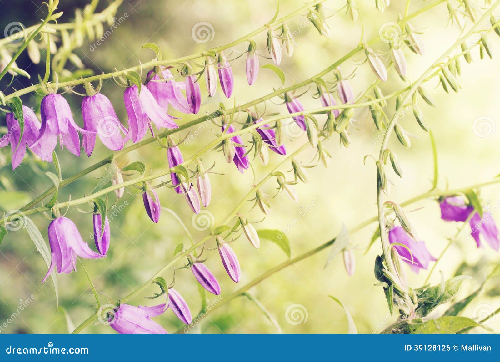 Sino roxo, matizado foto de stock. Imagem de folha, flor - 39128126