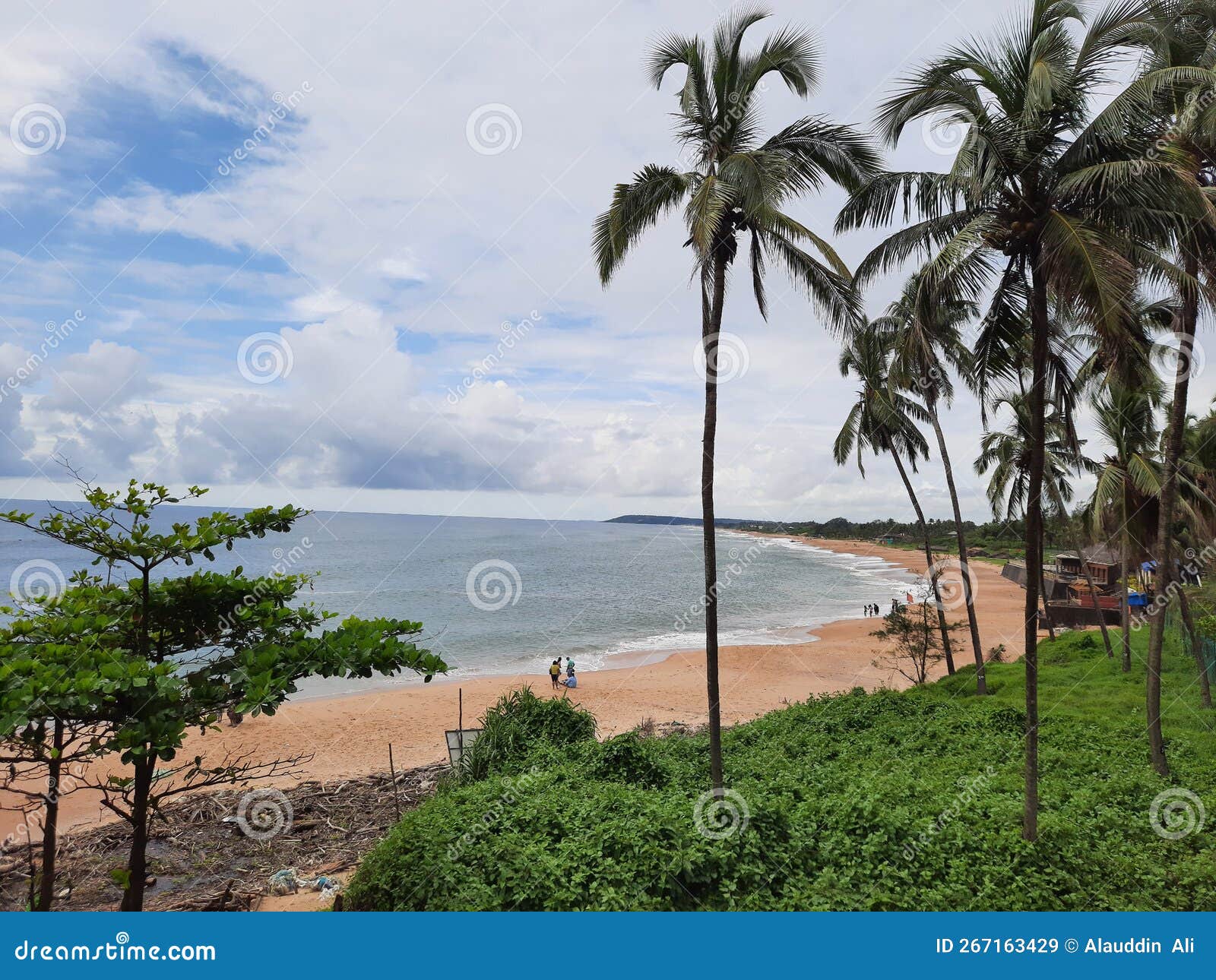 Sinquerim Beach in Goa. Palm Trees on the Sinquerim Beach Stock Image ...