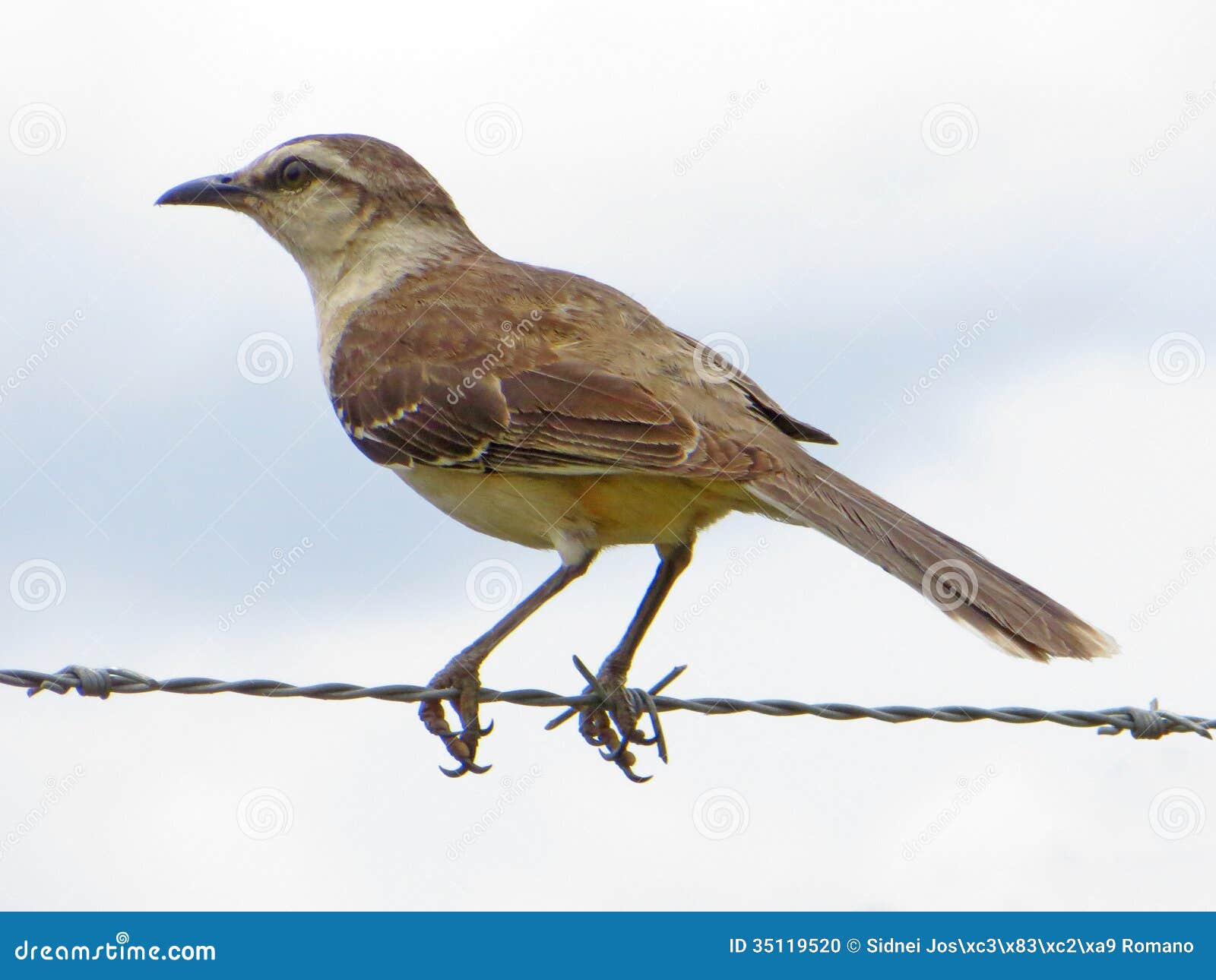 Sinsonte foto de archivo. Imagen de colores, bosque, vuelo - 35119520