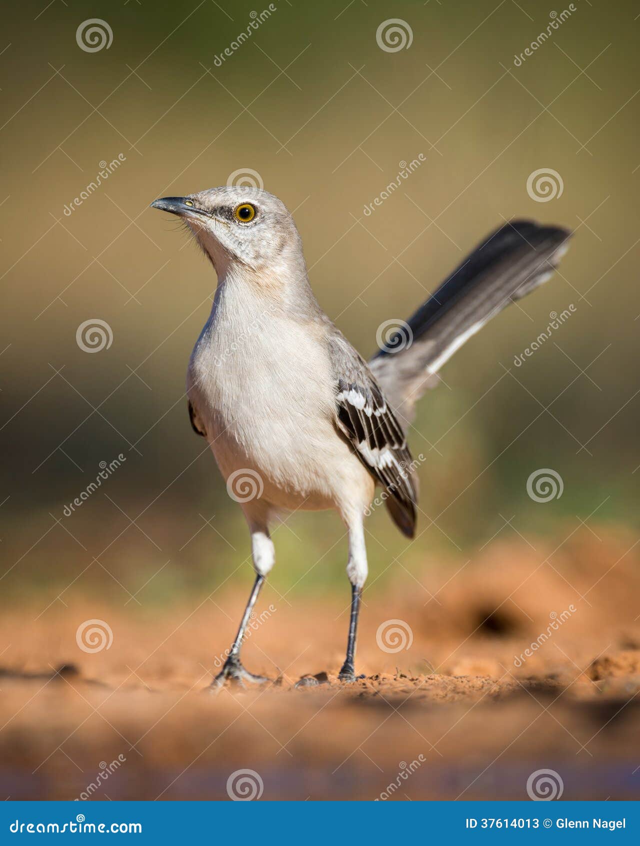 Sinsonte imagen de archivo. Imagen de vertical, salvaje - 37614013