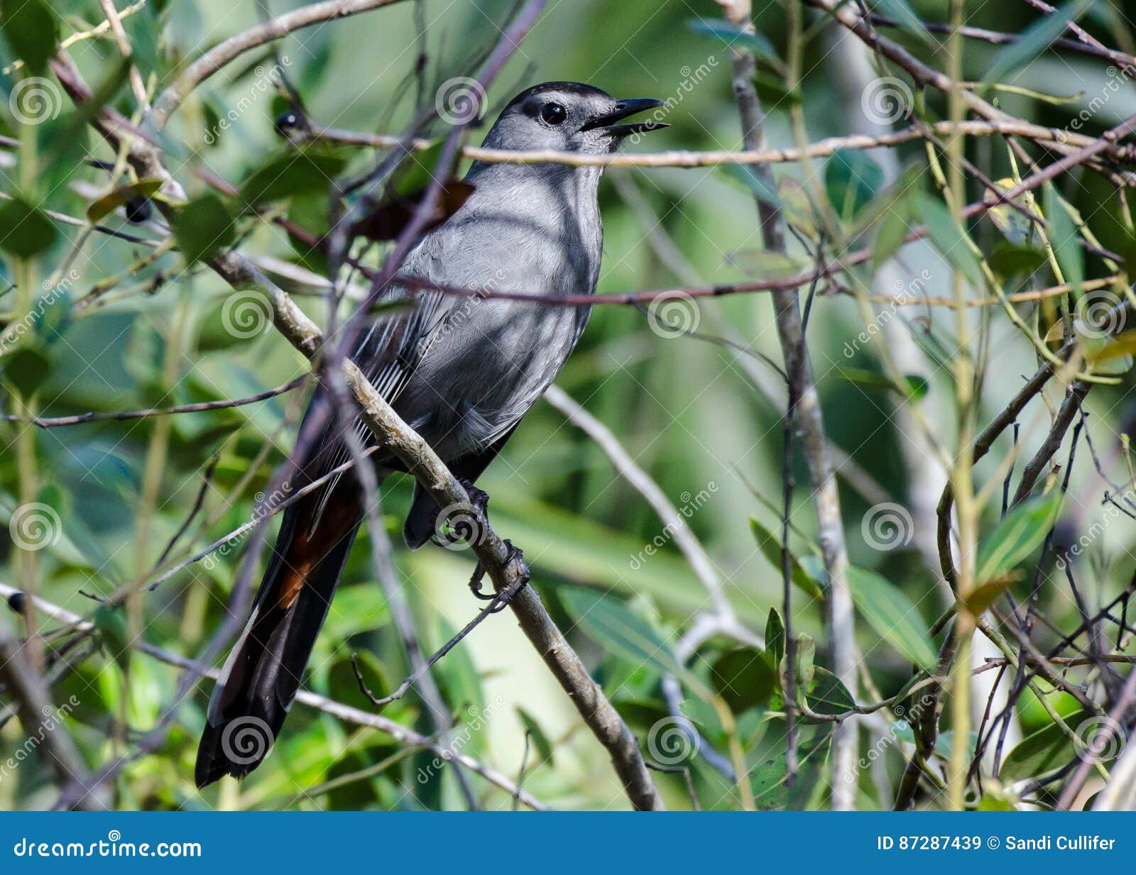 Sinsonte del canto imagen de archivo. Imagen de cubo - 87287439