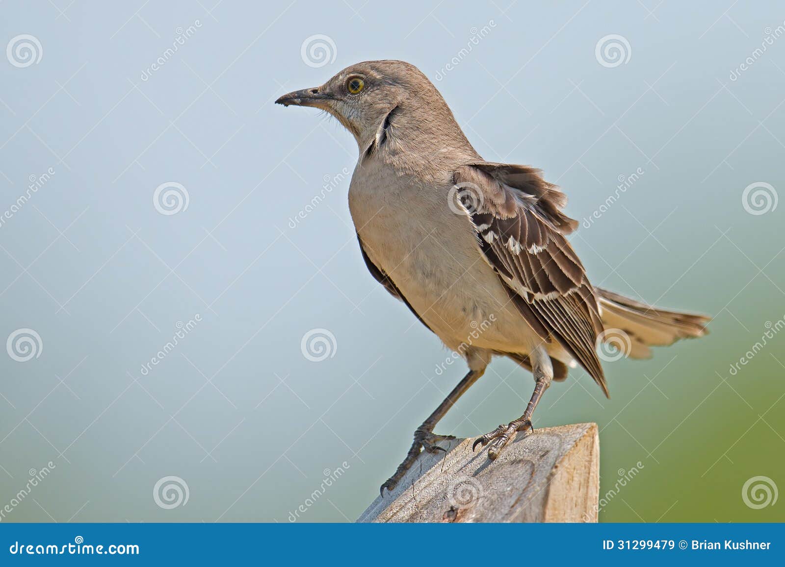 Sinsonte septentrional imagen de archivo. Imagen de burro - 31299479