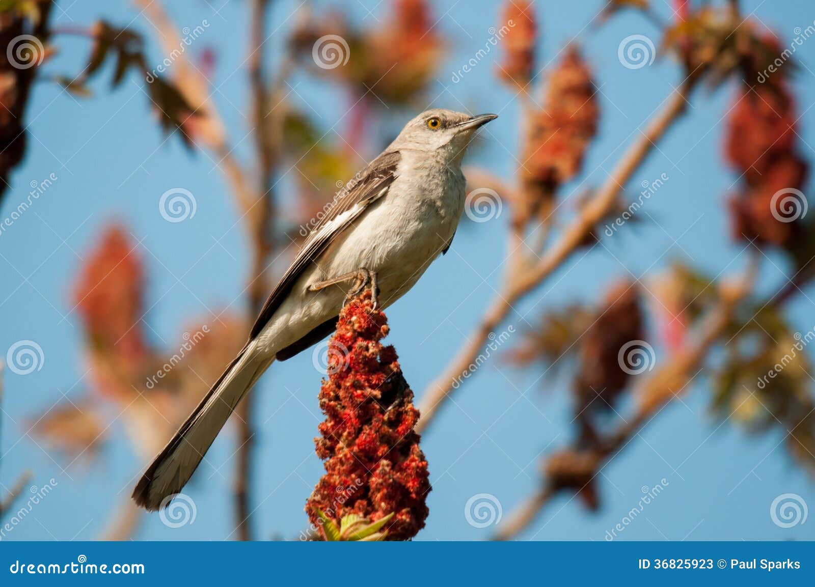 Sinsonte septentrional imagen de archivo. Imagen de resorte - 36825923