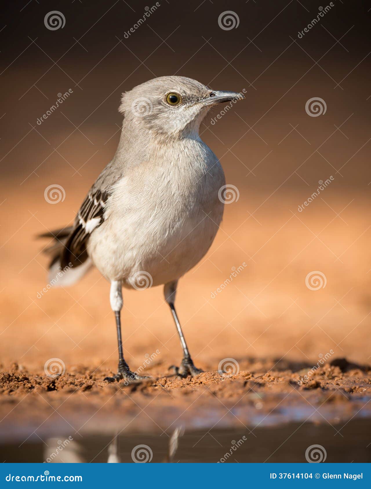 Sinsonte septentrional foto de archivo. Imagen de completo - 37614104