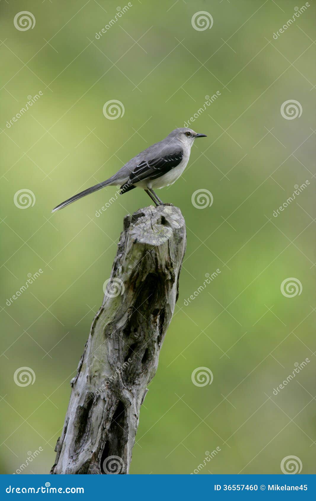 Sinsonte Tropical, Gilvus Del Mimus Foto de archivo - Imagen de america ...