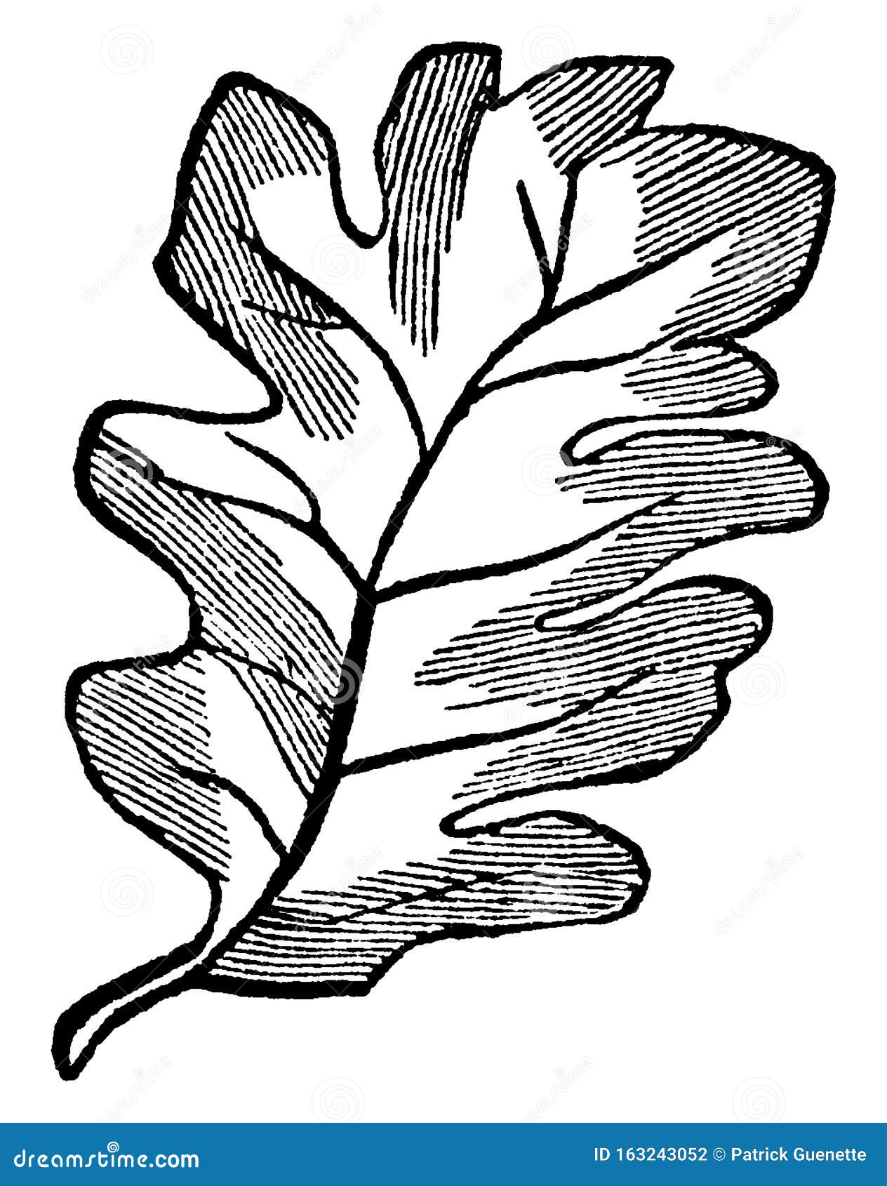 Sinuate-Lobed Leaf Vintage Illustration Stock Photo - Image of lobe ...