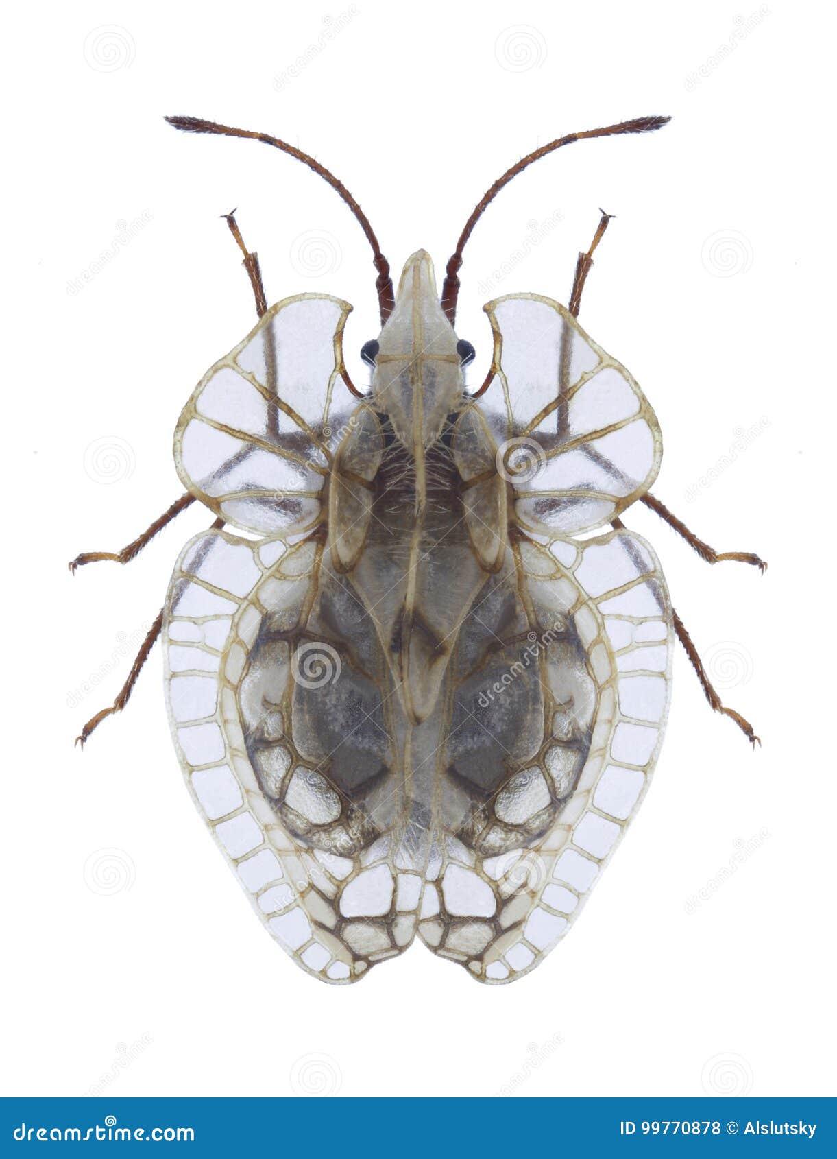 Sinuatus De Galeatus Del Insecto Foto de archivo - Imagen de animal ...