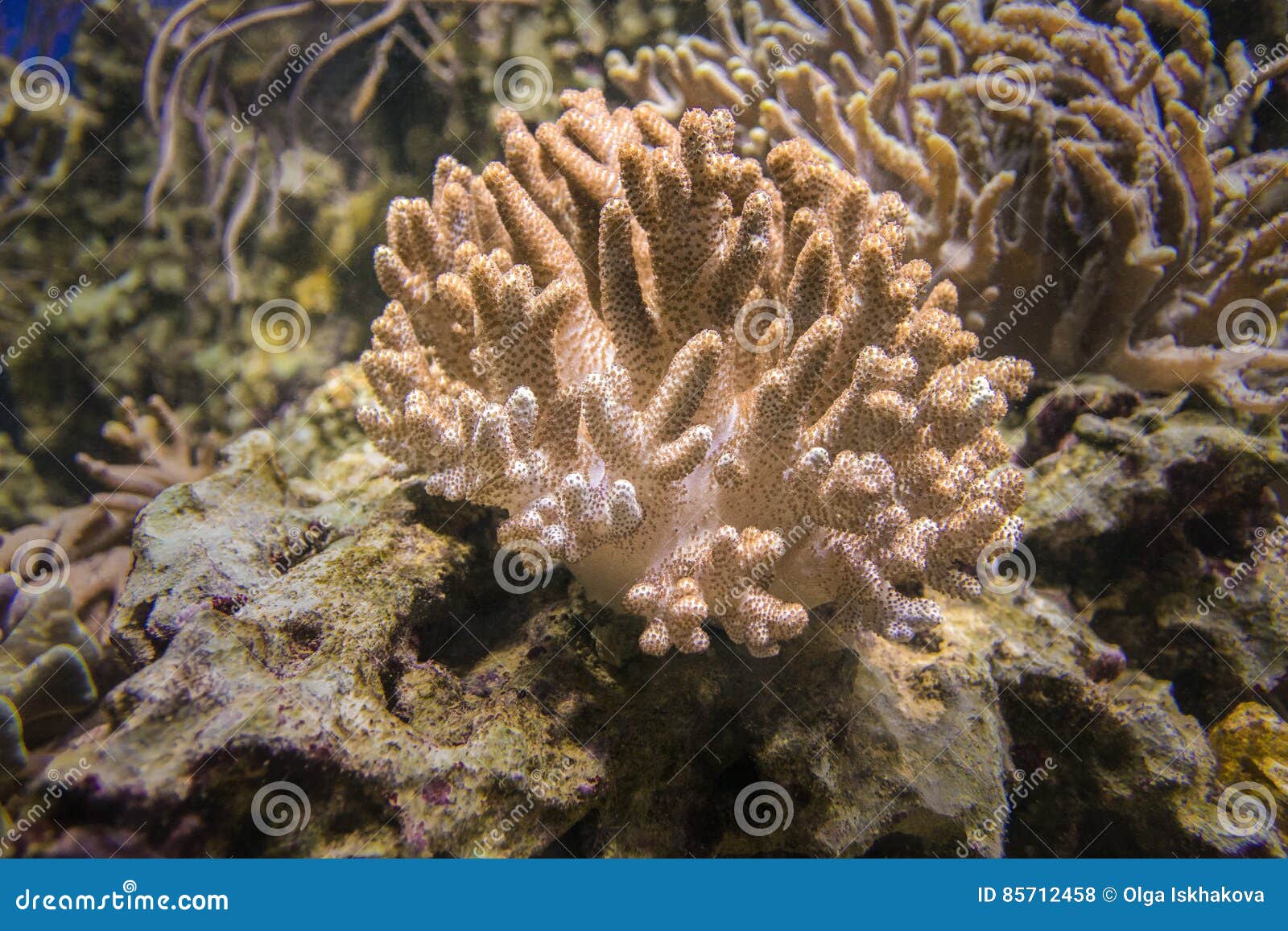 Sinularia coral stock photo. Image of water, finger, soft - 85712458
