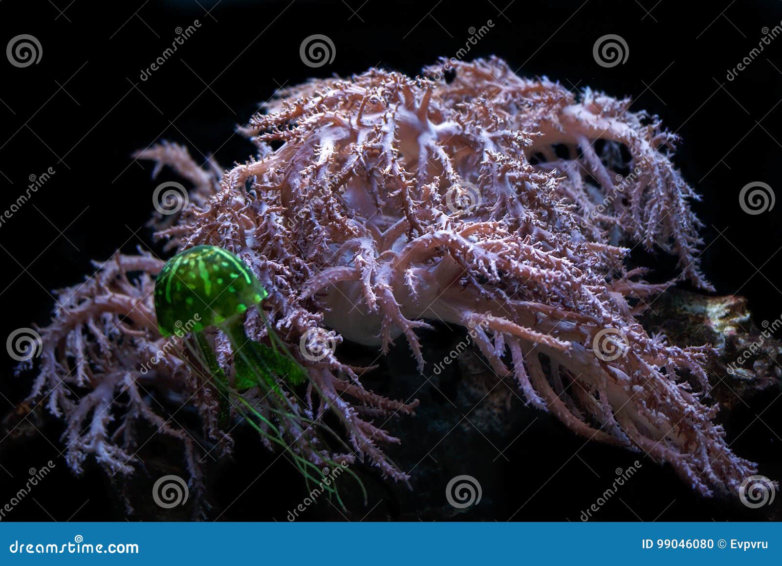 Sinularia is a Genus of Soft Coral Stock Photo - Image of colorful ...