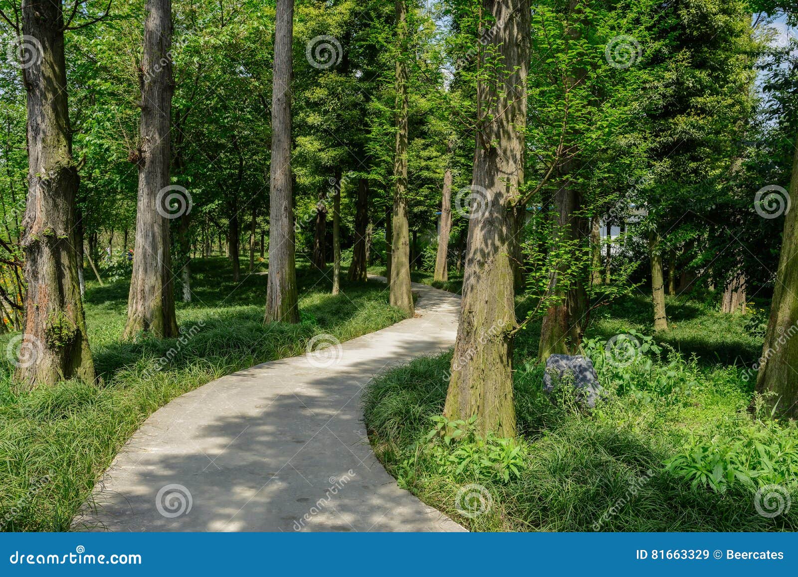 Sinuous Concrete Path in Shaded Woods at Sunny Spring Noon Stock Image ...