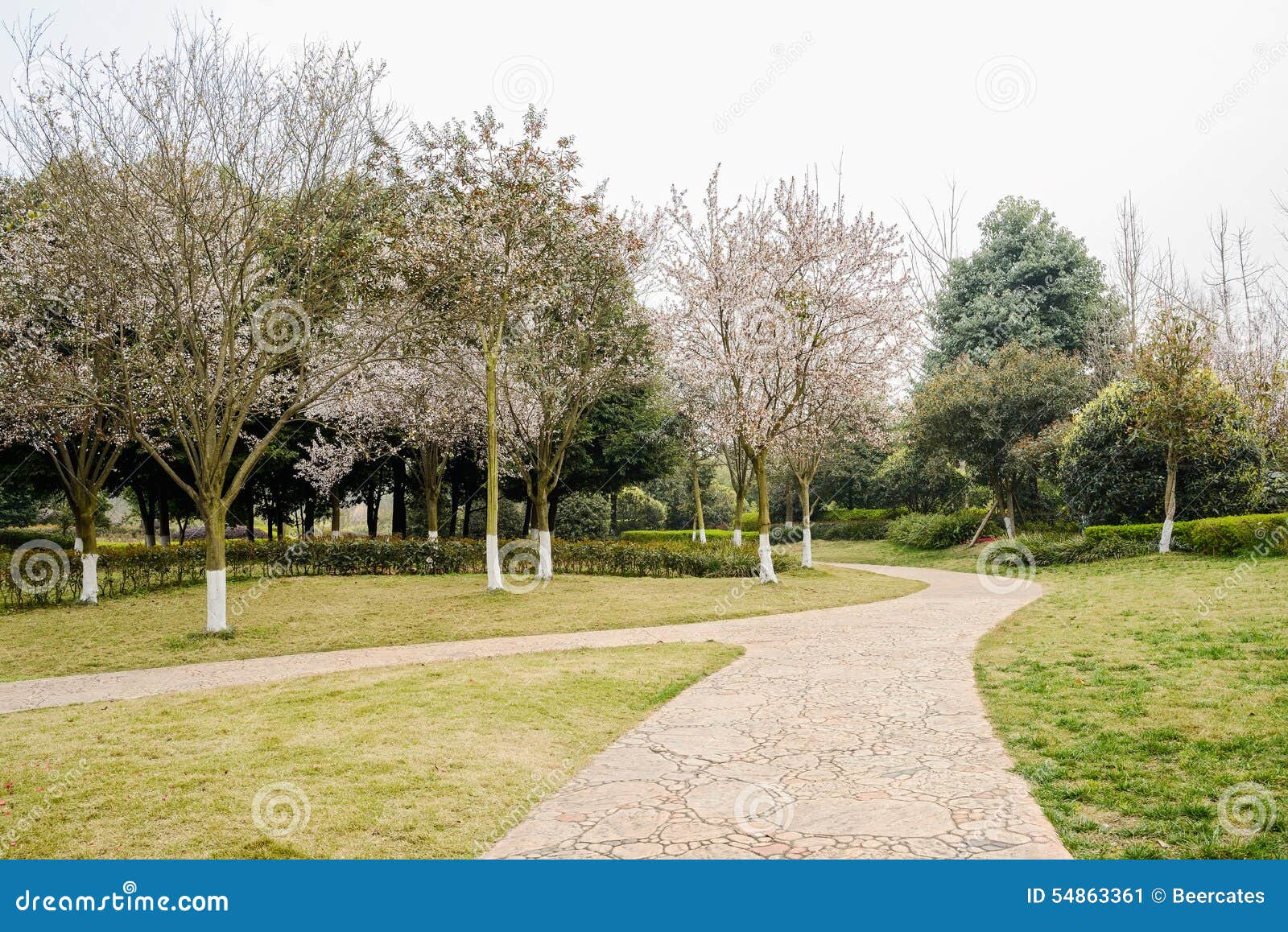 Sinuous Path in Blossomy Spring Stock Image - Image of blossoom ...