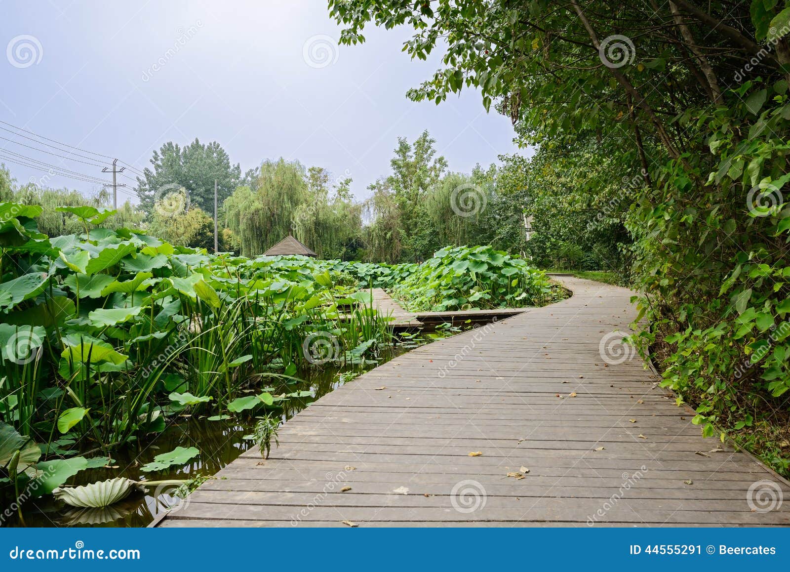 Sinuous Planked Path Around Lotus Pond in Cloudy Summer Stock Image ...