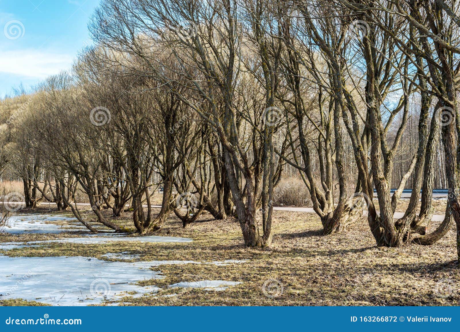 Sinuous Tree Trunks and Tangled Bare Branches of the Trees Stock Photo ...