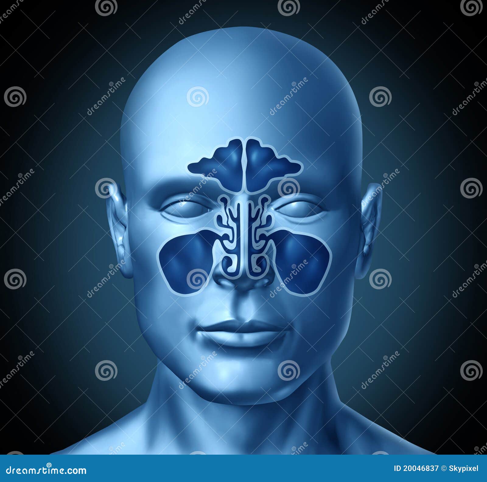 Sinus Cavity on a Human Head Stock Illustration - Illustration of ...