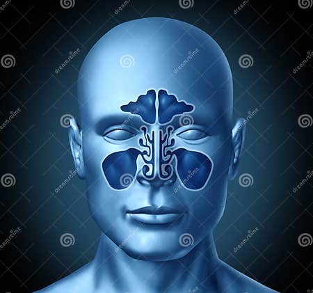 Sinus Cavity on a Human Head Stock Illustration - Illustration of ...