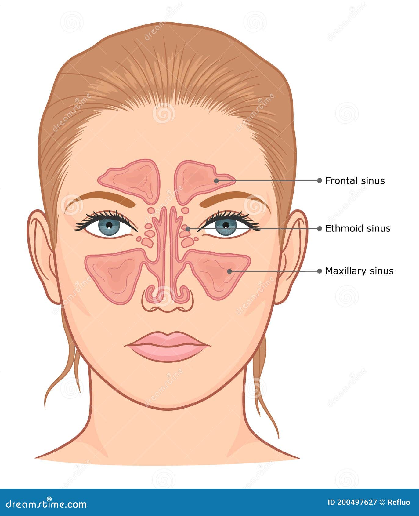 Sinuses Anatomy Illustration Stock Vector - Illustration of vector ...