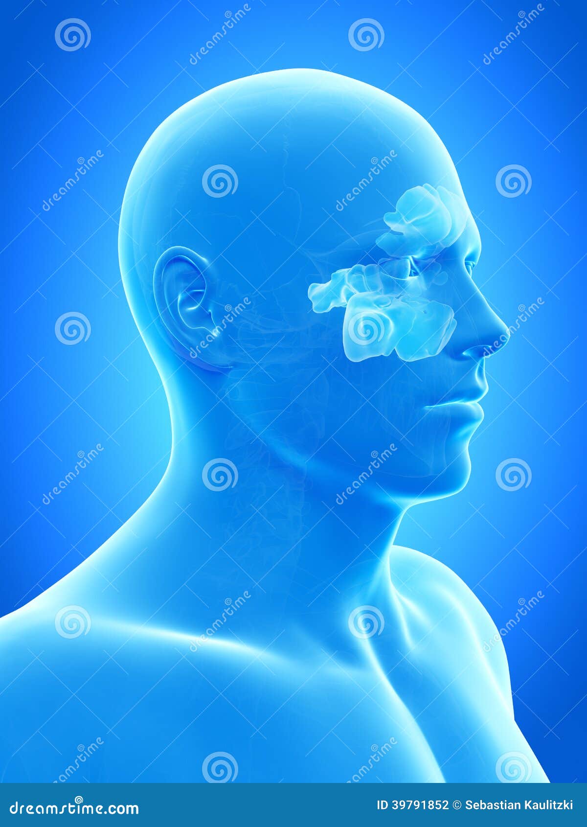 The sinuses stock illustration. Illustration of person - 39791852
