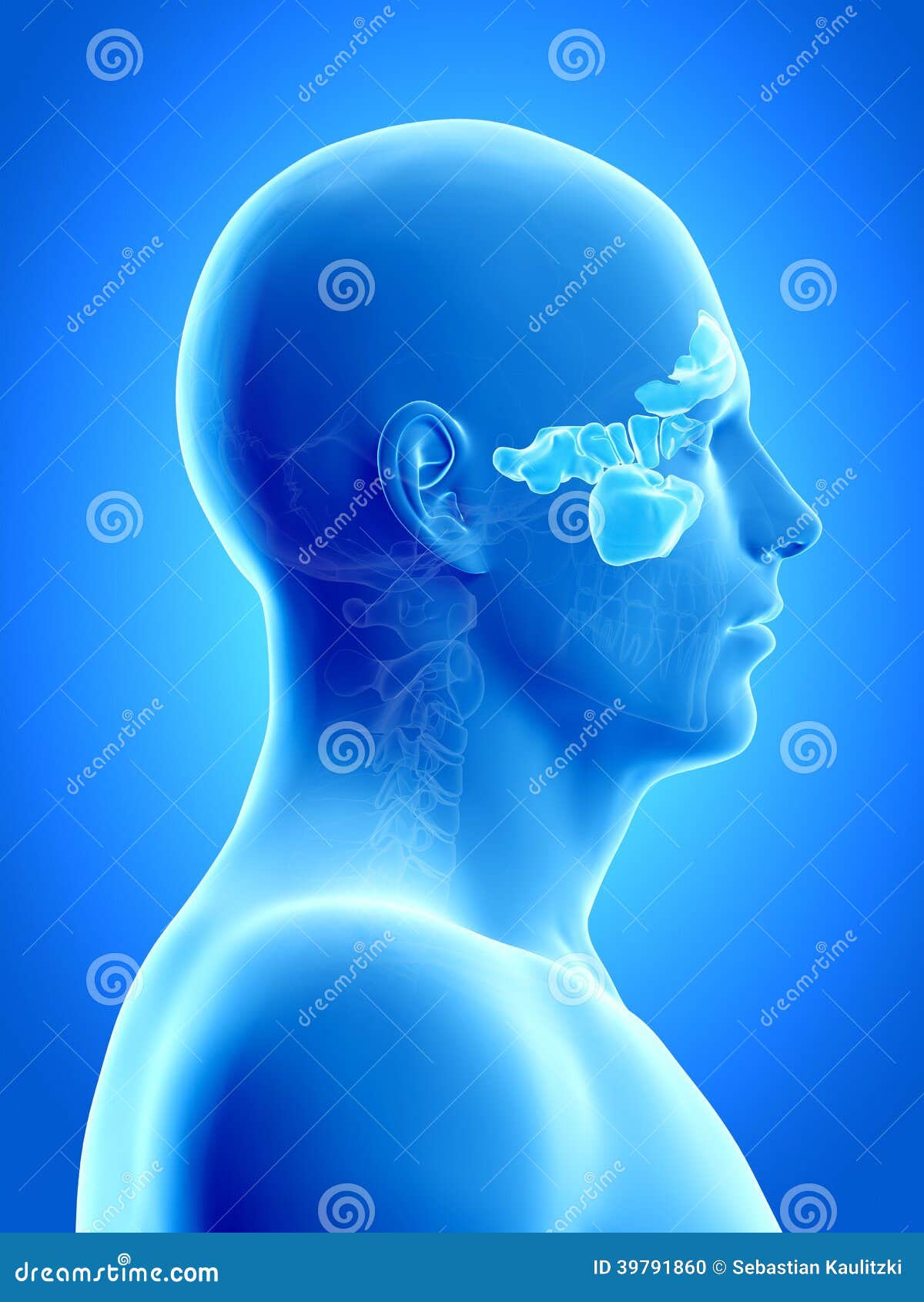 The sinuses stock illustration. Illustration of organ - 39791860