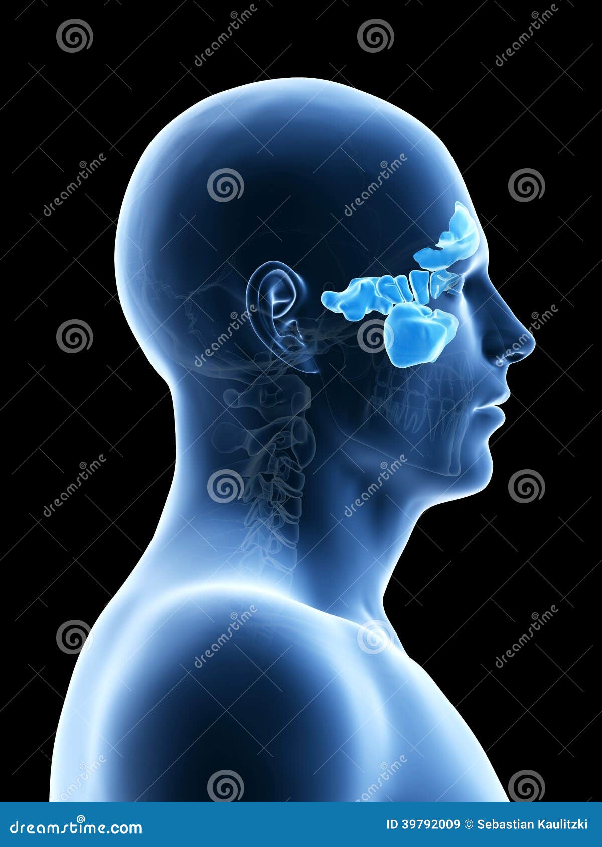 The sinuses stock illustration. Illustration of body - 39792009
