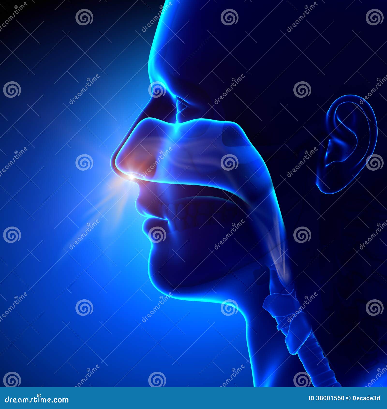 Sinuses - Breathing / Human Anatomy Stock Illustration - Illustration ...