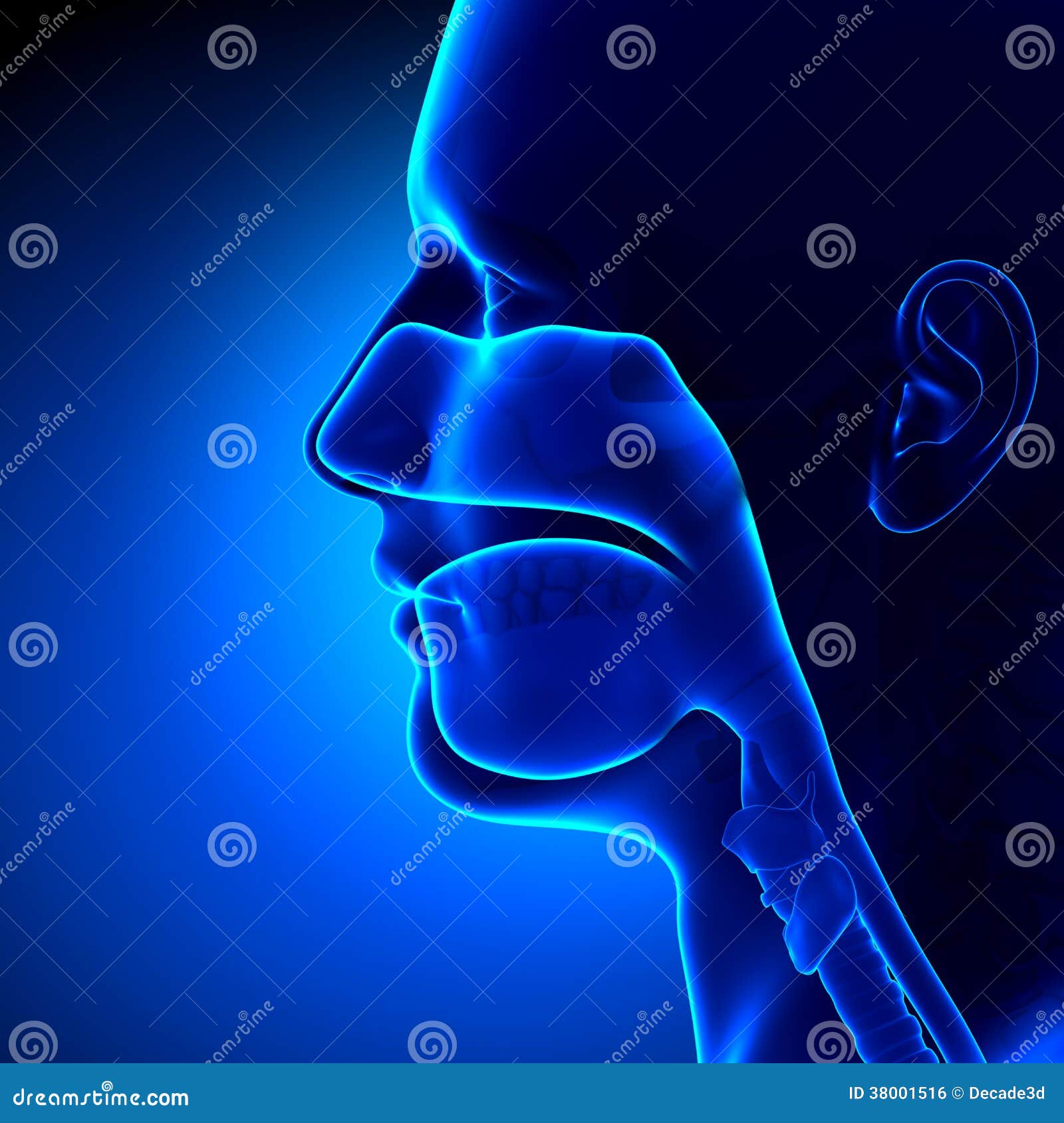 Sinuses - Clear - Head Anatomy Stock Illustration - Illustration of ...