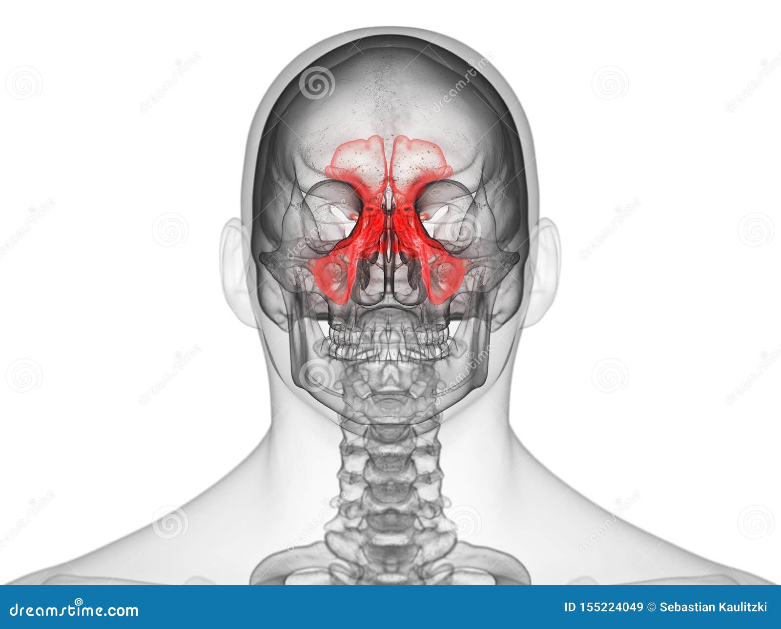 The sinuses stock illustration. Illustration of body - 155224049