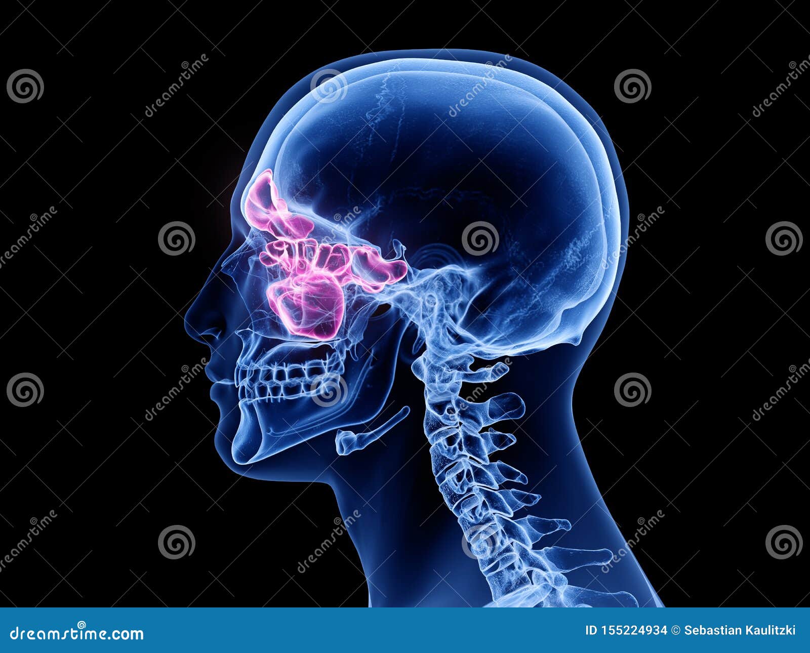 The sinuses stock illustration. Illustration of sinus - 155224934