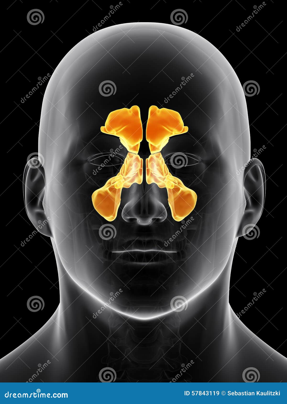The sinuses stock illustration. Illustration of biomedical - 57843119