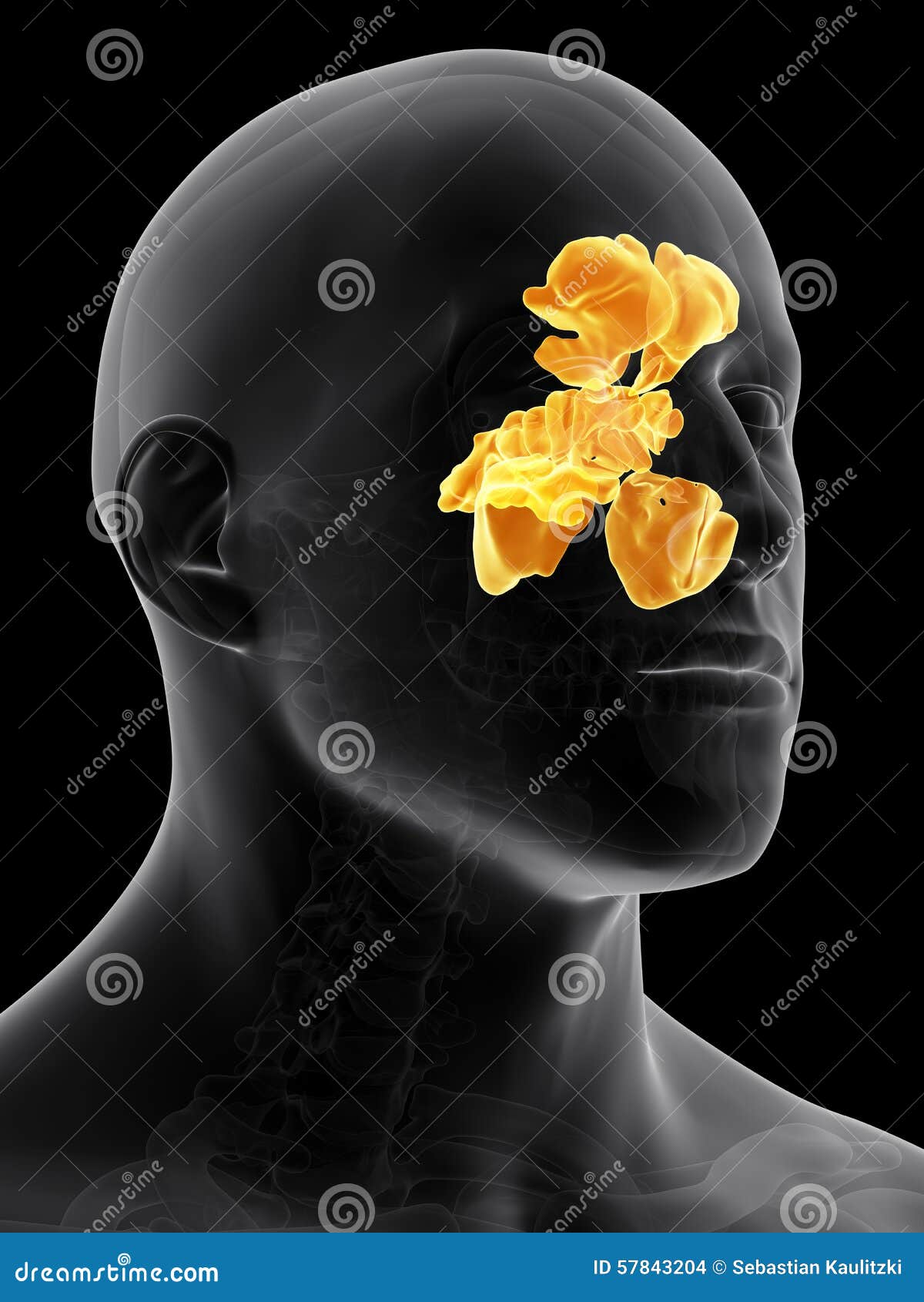 The sinuses stock illustration. Illustration of orange - 57843204