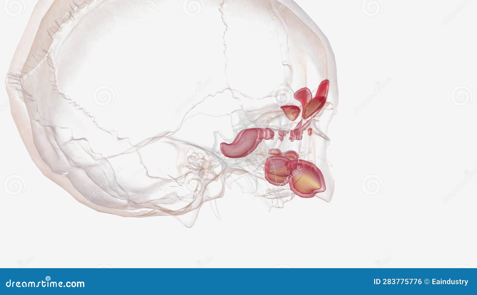 Sinusitis is an Inflammation, or Swelling, of the Tissue Lining Your ...