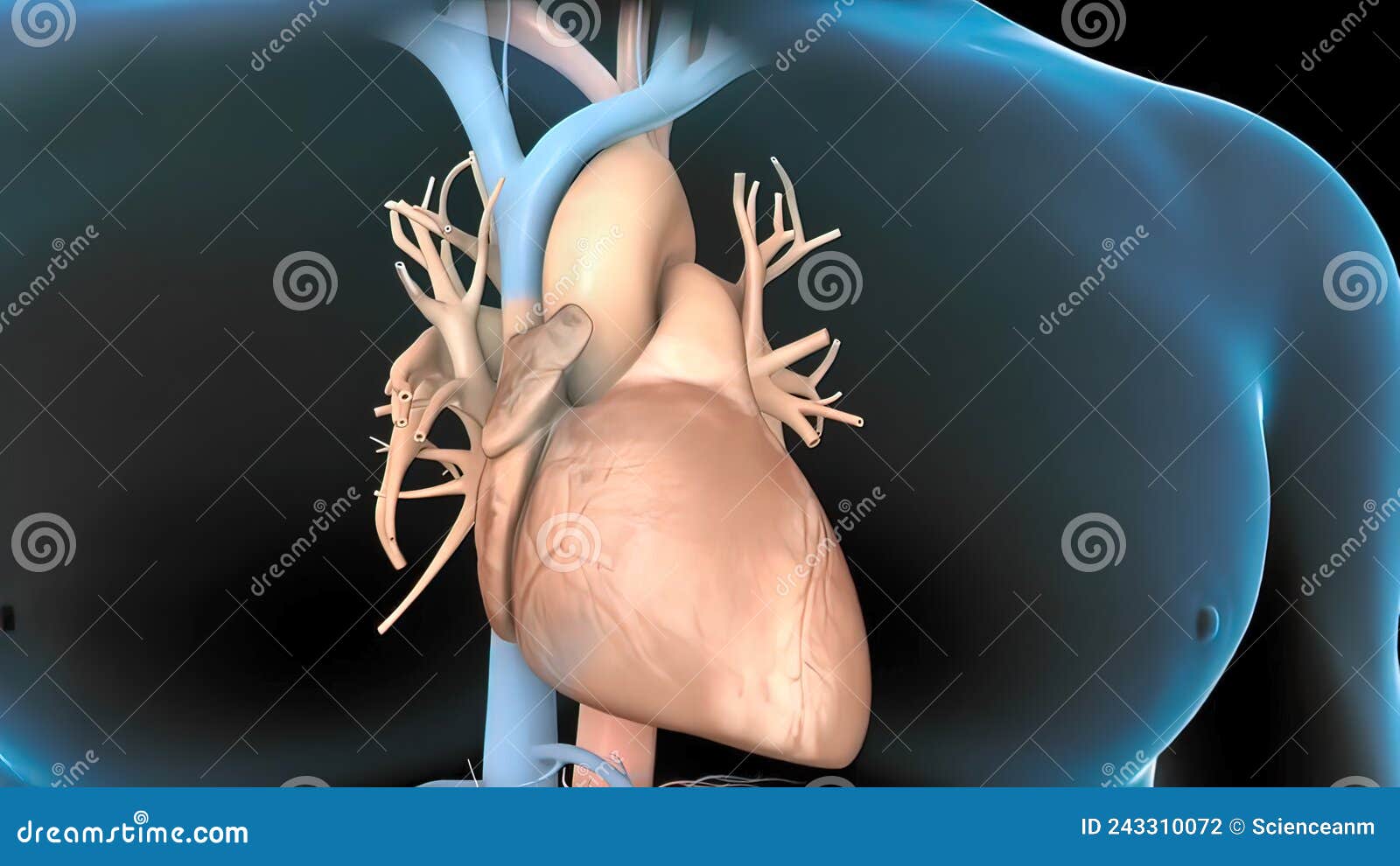 Sinusknoten Und Herz-Kreislauf-System Stock Abbildung - Illustration ...