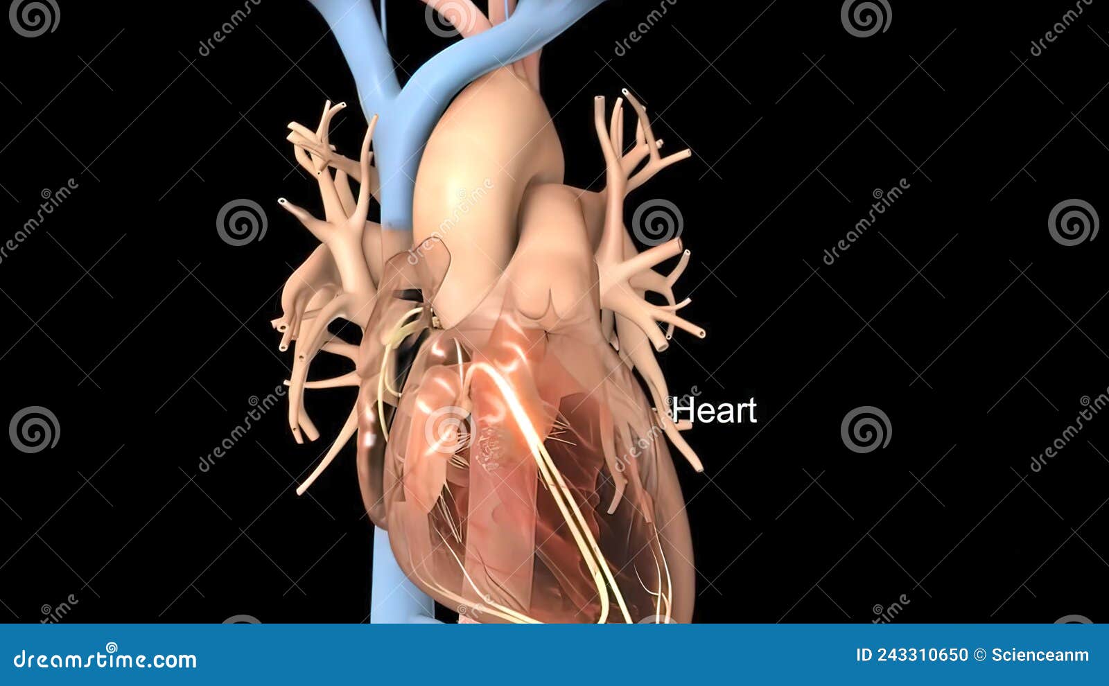 Sinusknoten Und Herz-Kreislauf-System Stock Abbildung - Illustration ...