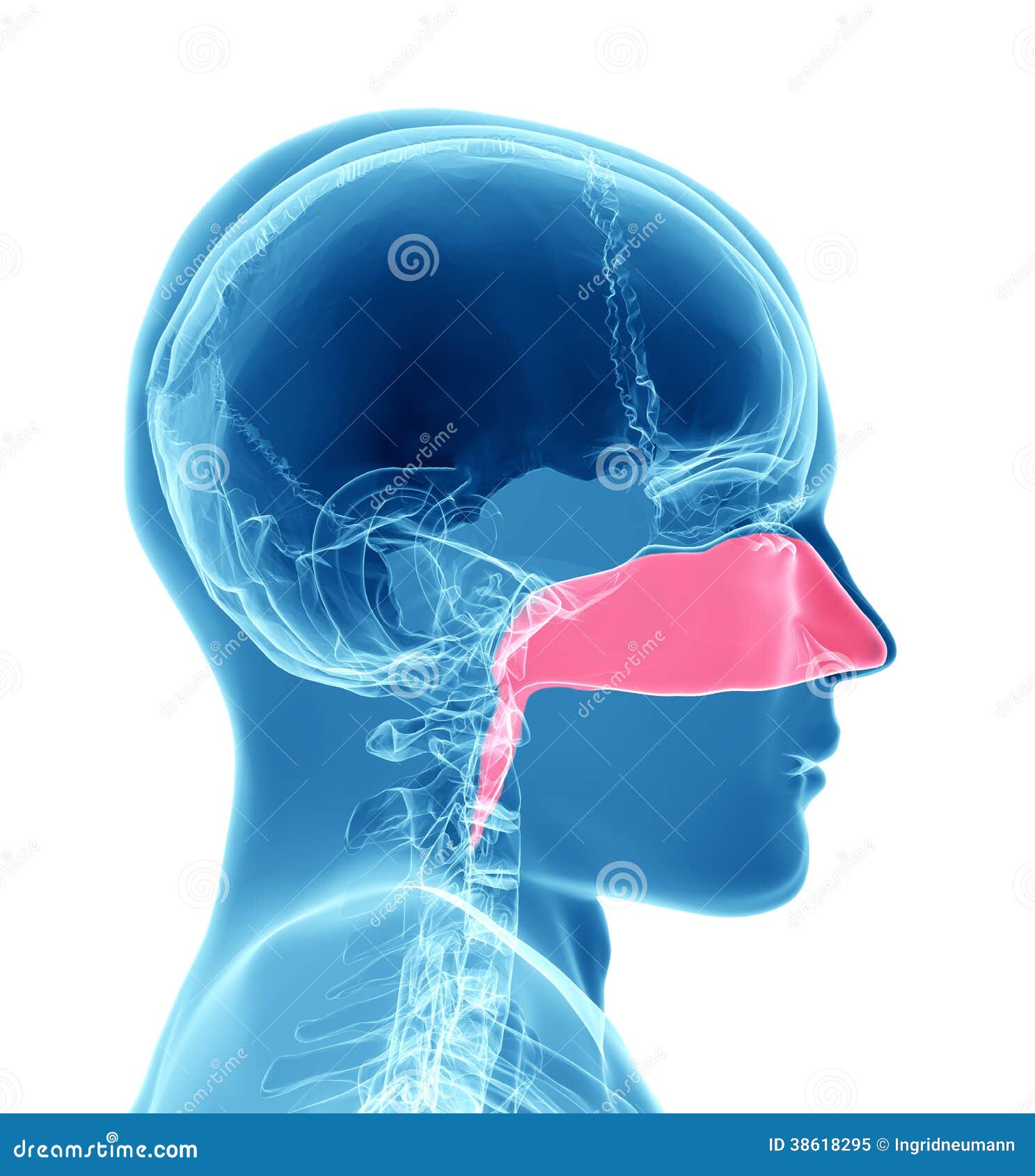 Sinussen die - ademen stock illustratie. Illustration of geneeskunde ...