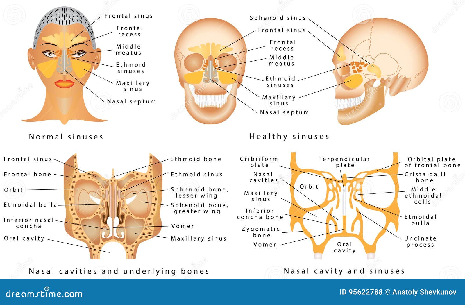 Sinussen van Neus vector illustratie. Illustration of ademhalings ...