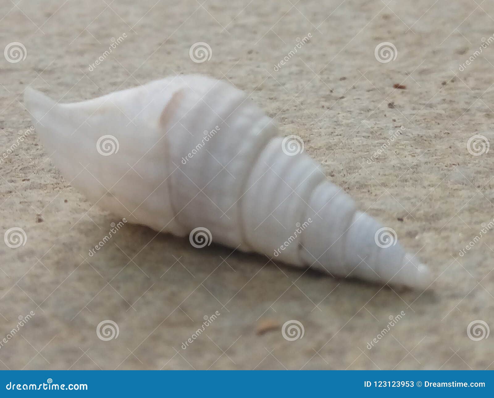 Sip stock image. Image of anima, genga, animal - 123123953