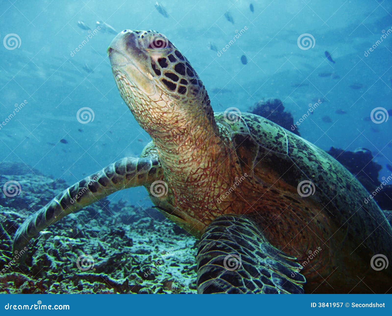 Sipadan Turtle stock image. Image of marine, swimming - 3841957