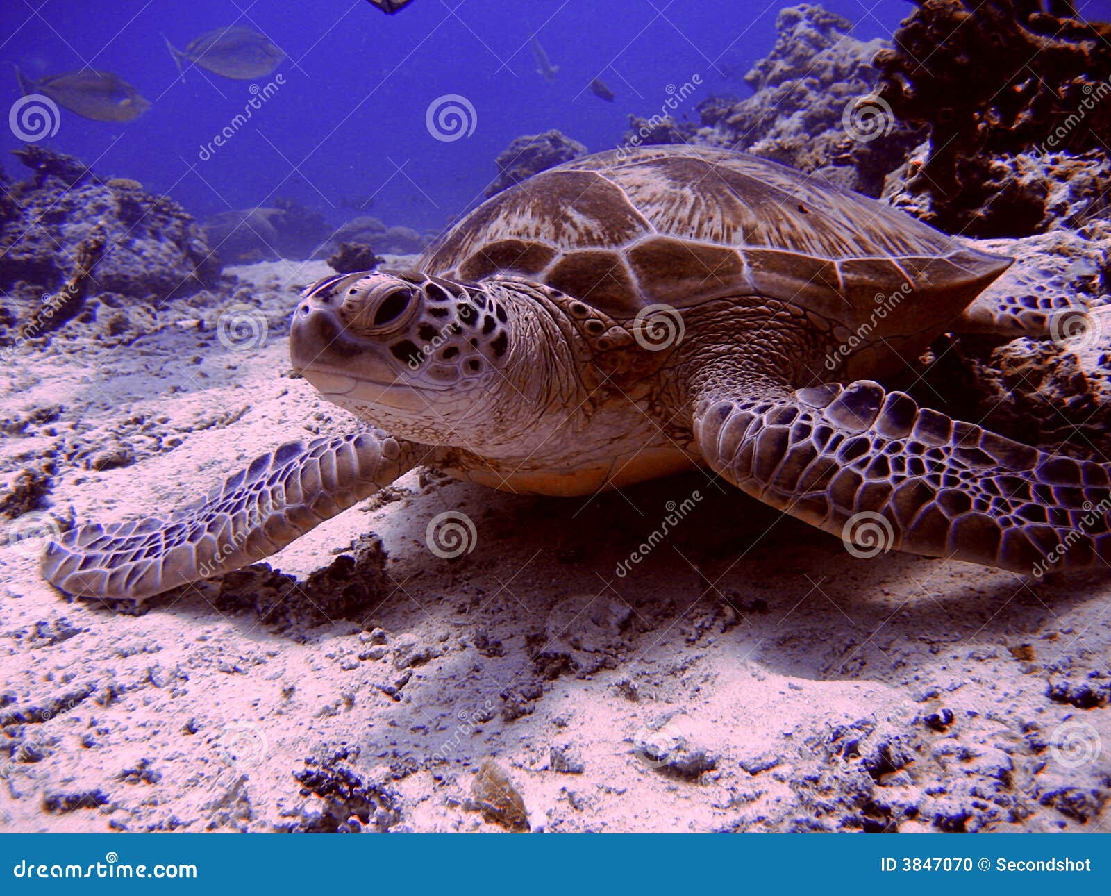 Sipadan Turtle stock photo. Image of coral, dive, reef - 3847070