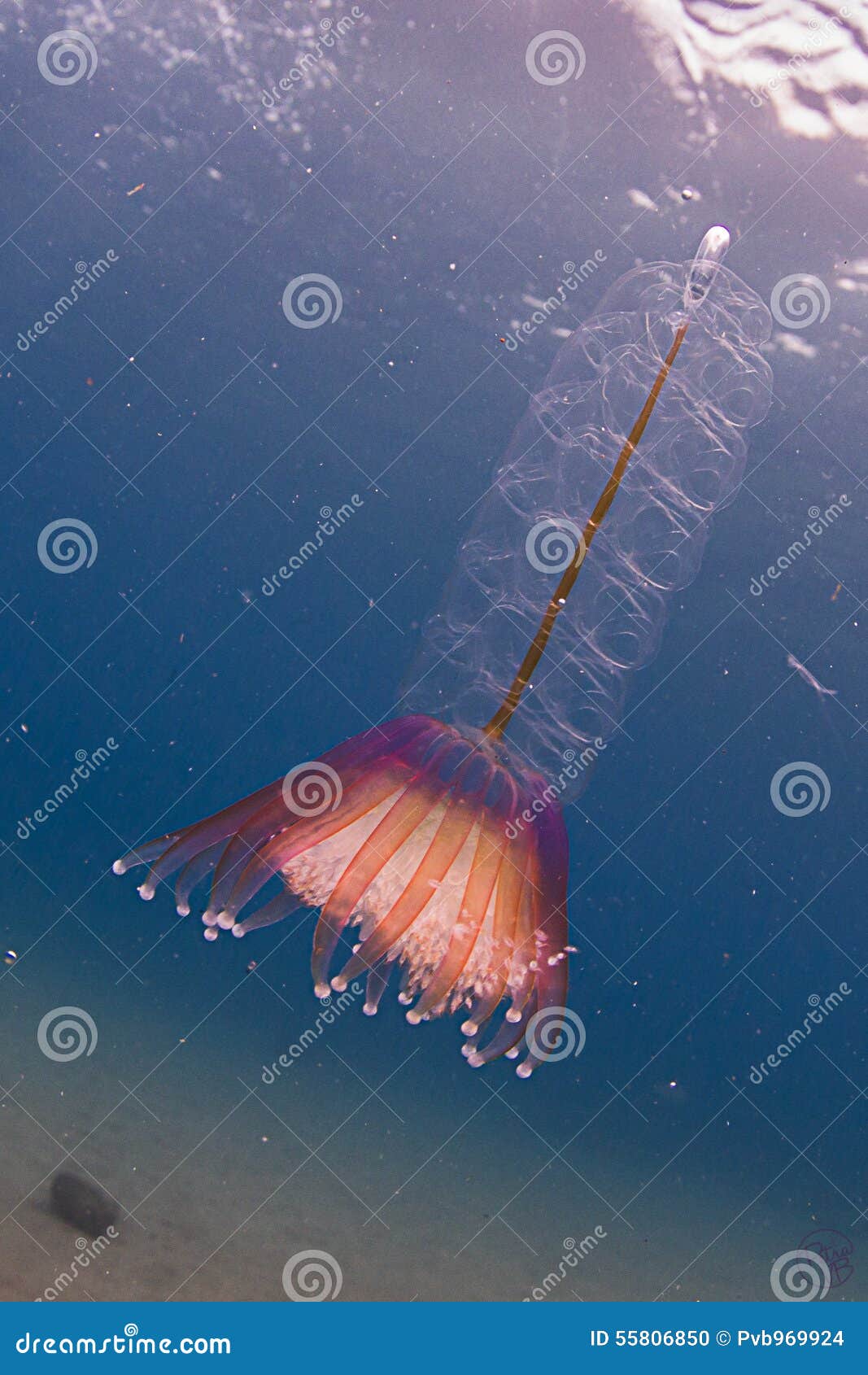 Siphonophore stock photo. Image of siphonophore, marine - 55806850