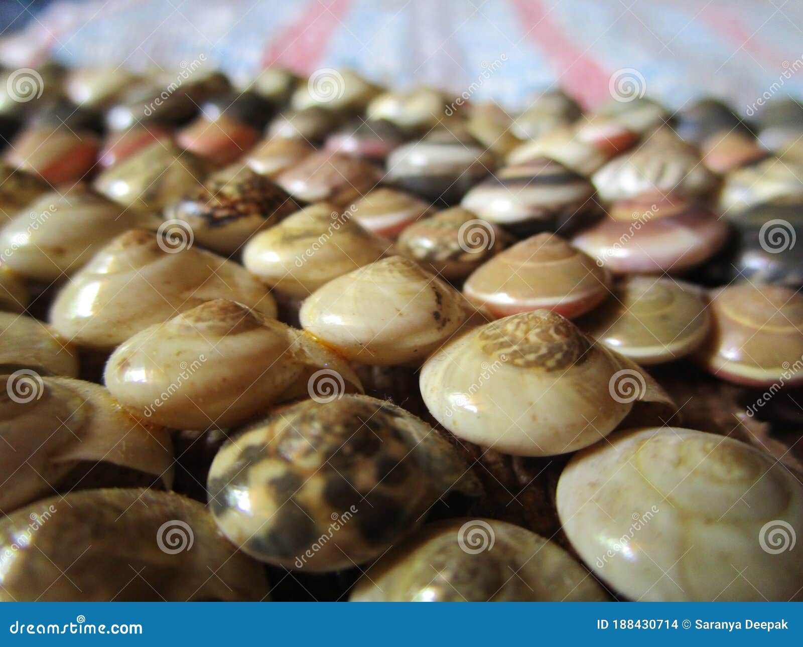 Sippi, Shell, Conch, Sangu, Chippiee, Ocean Shell Stock Photo - Image ...