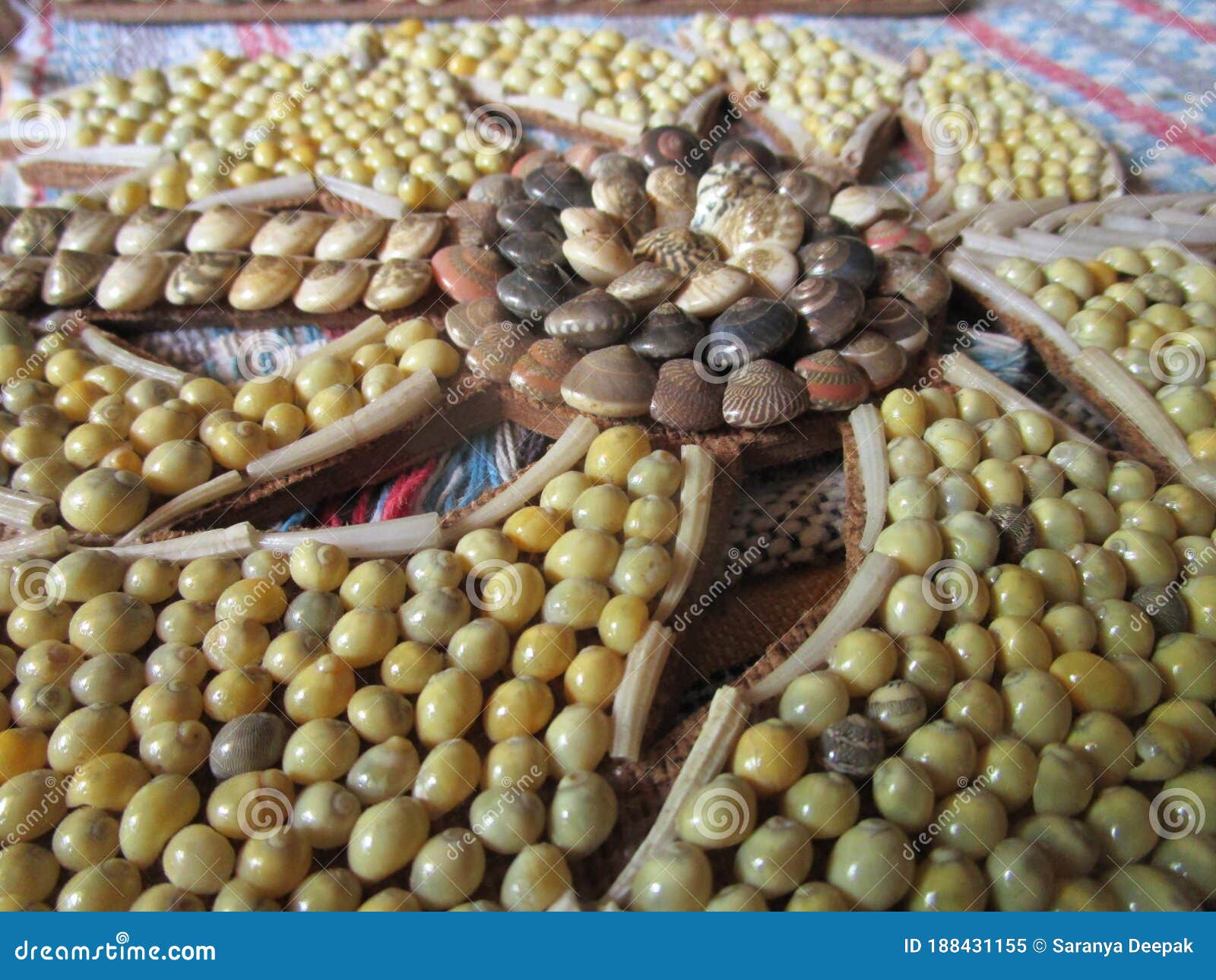 Sippi, Shell, Conch, Sangu, Chippiee, Ocean Shell Stock Image - Image ...