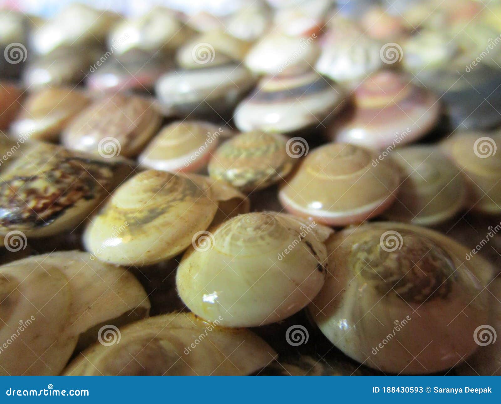 Sippi, Shell, Conch, Sangu, Chippiee, Ocean Shell Stock Image - Image ...