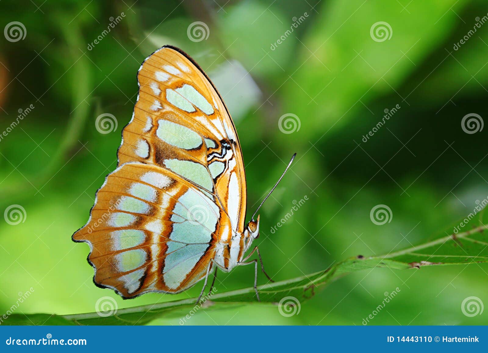 Siproeta Stelenes- Pearly Malachite in Forest Stock Photo - Image of ...
