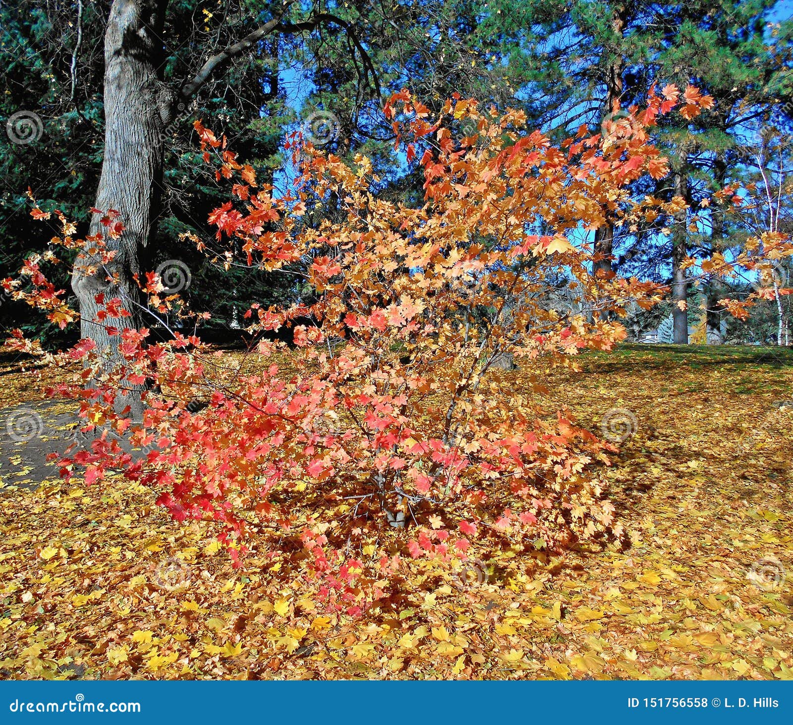 Red and Yellow Mingle stock photo. Image of gold, fall - 151756558