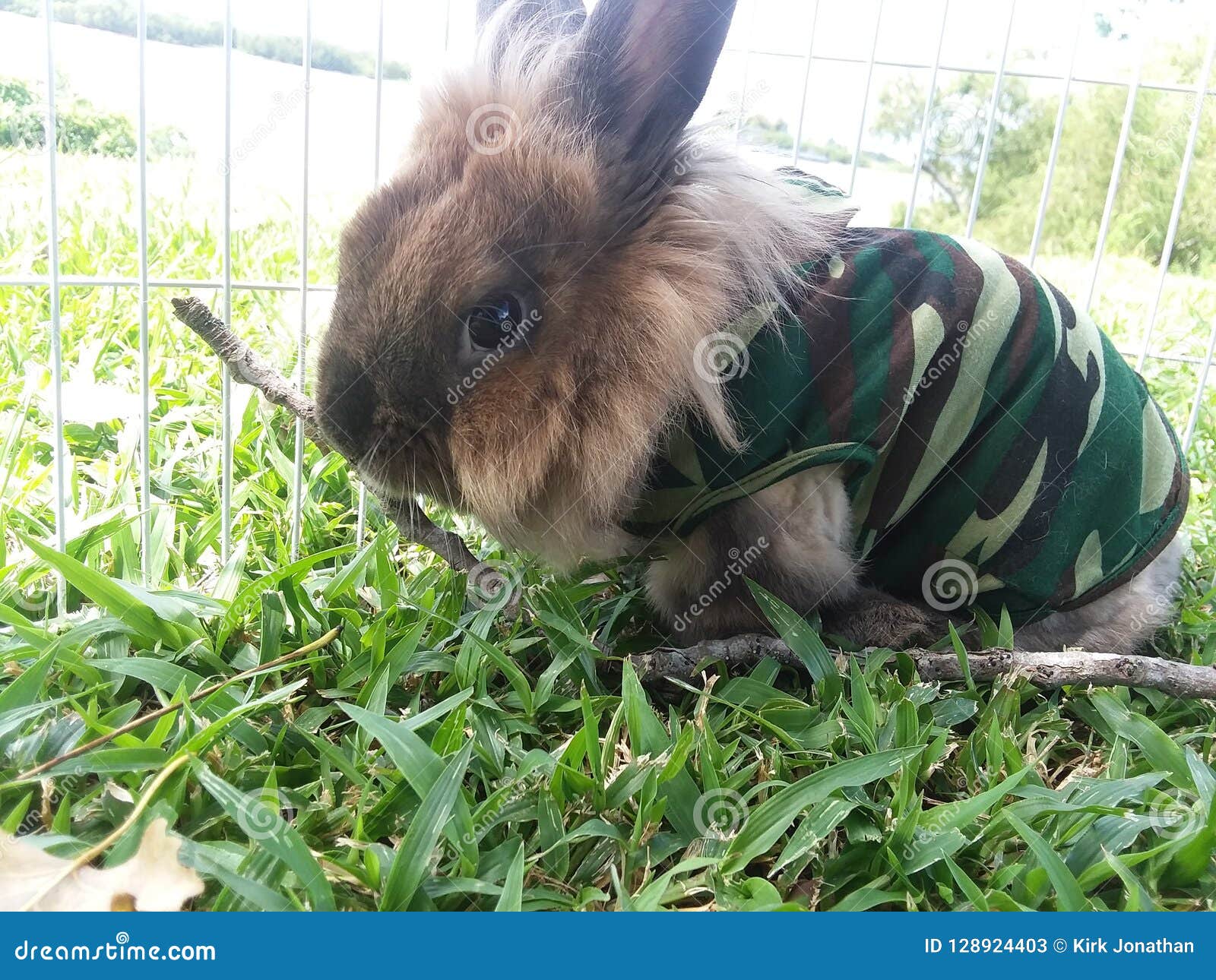 Sir Grumpy Thumps stock image. Image of rabbit, love2020productions ...