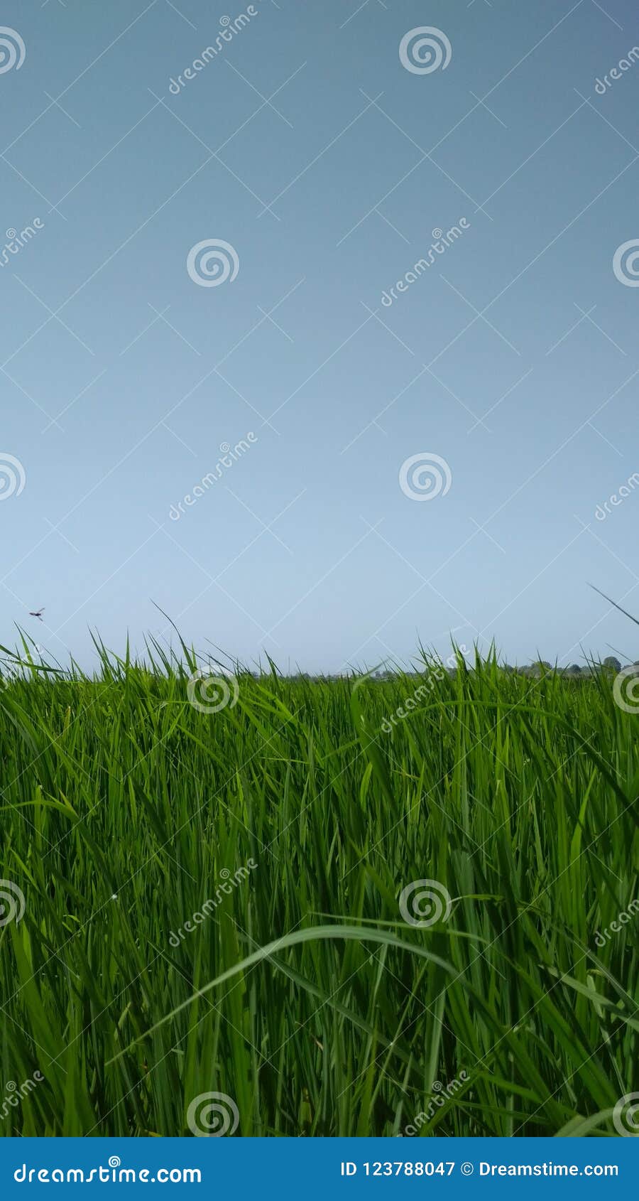 Sirdarya environment stock image. Image of environment - 123788047